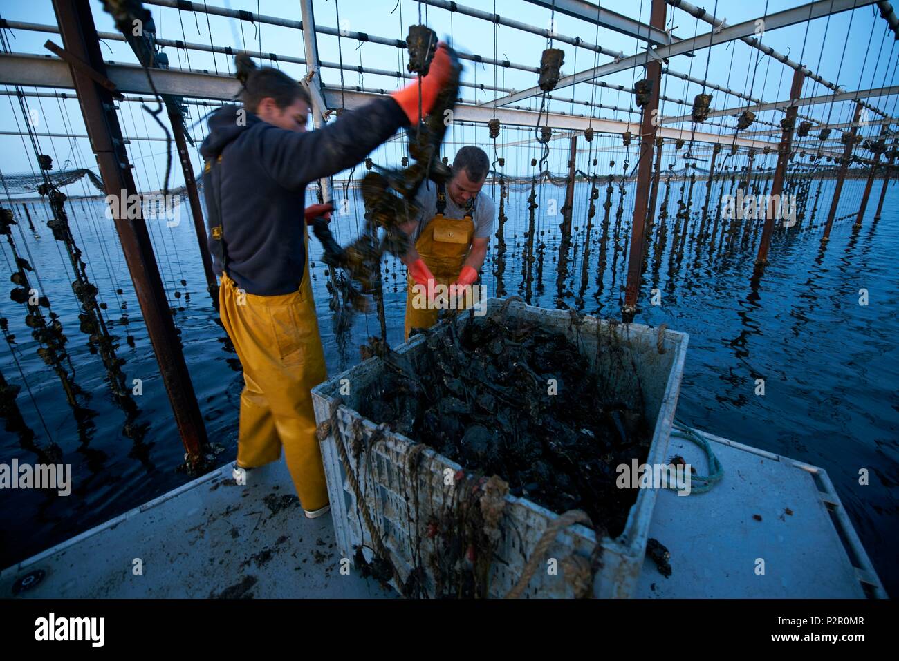 France, Herault, Marseillan, oyster farming, Tarbouriech company ...