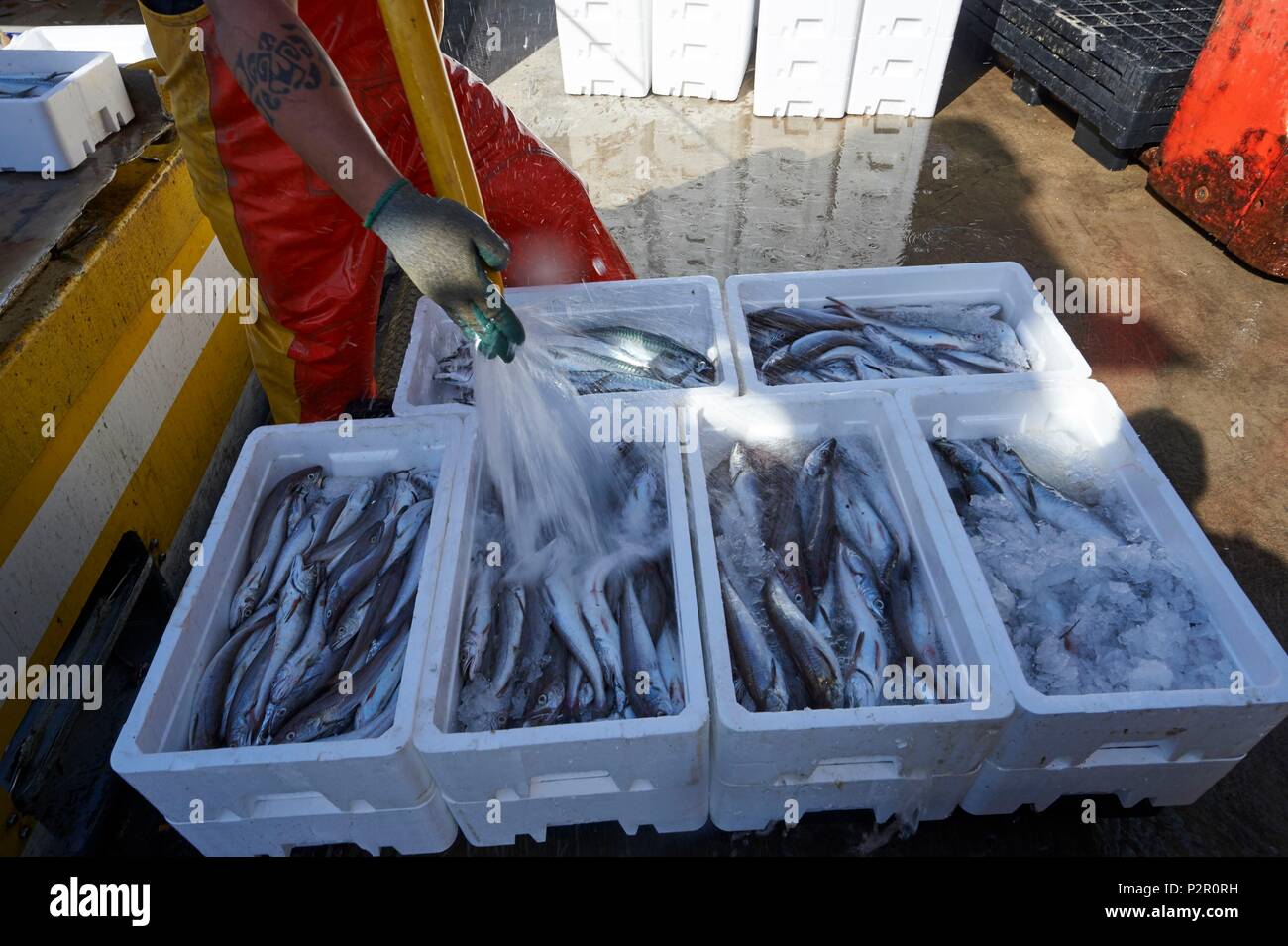 France, Herault, Grau d'Agde, Fishing port, unloading of fish at the ...