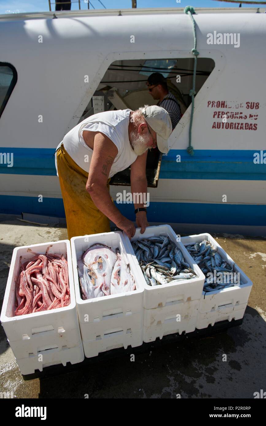 France, Herault, Grau d'Agde, Fishing port, unloading of fish at the ...
