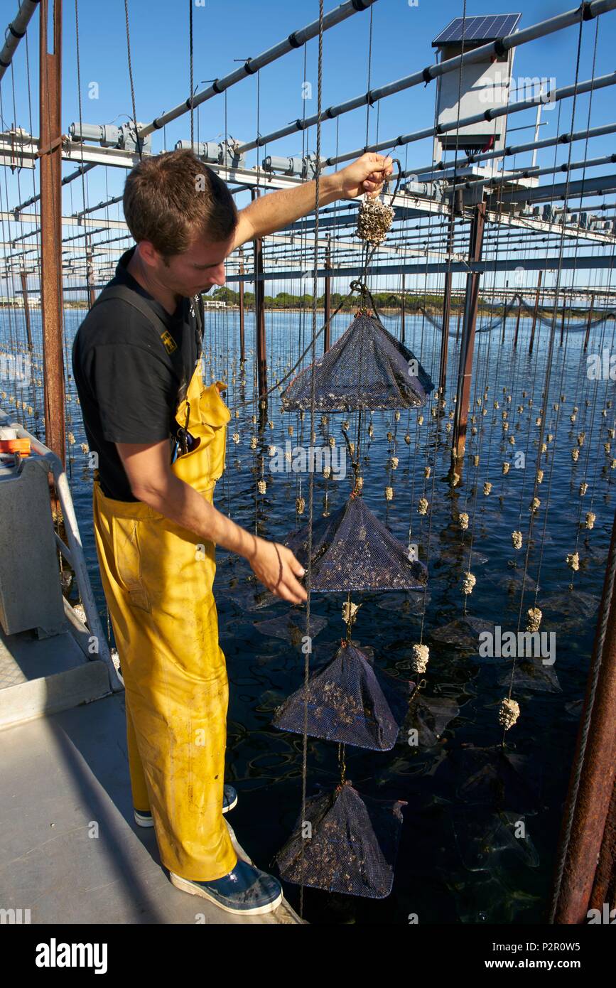 France, Herault, Marseillan, oyster farming, Tarbouriech company ...