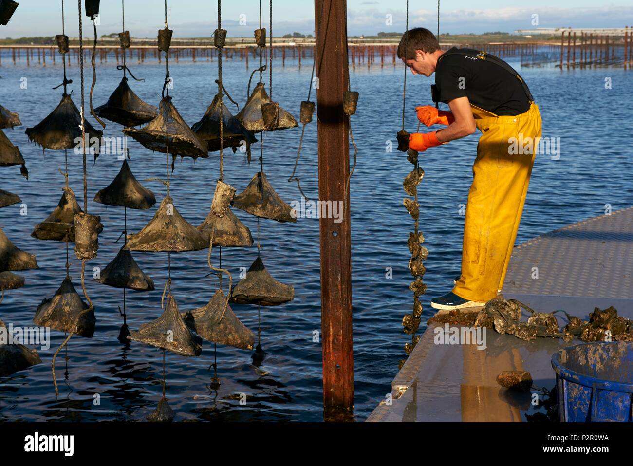 France, Herault, Marseillan, oyster farming, Tarbouriech company ...