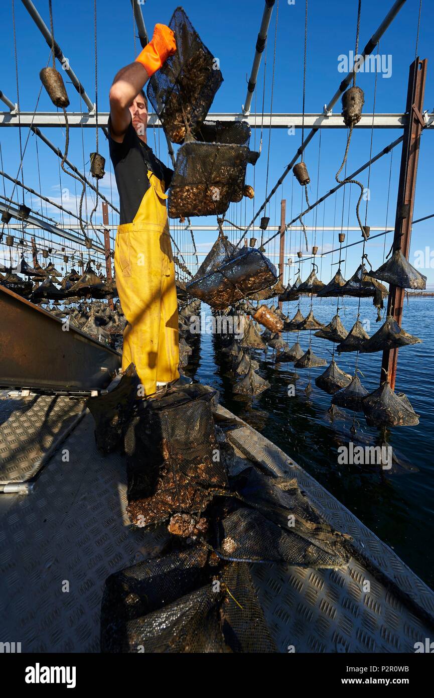 France, Herault, Marseillan, oyster farming, Tarbouriech company ...