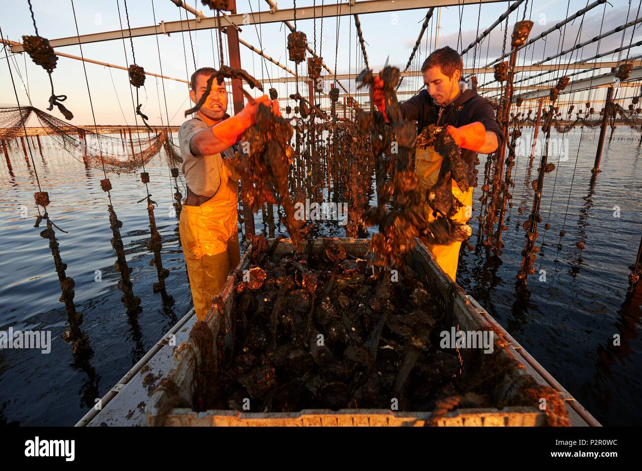 France, Herault, Marseillan, oyster farming, Tarbouriech company ...