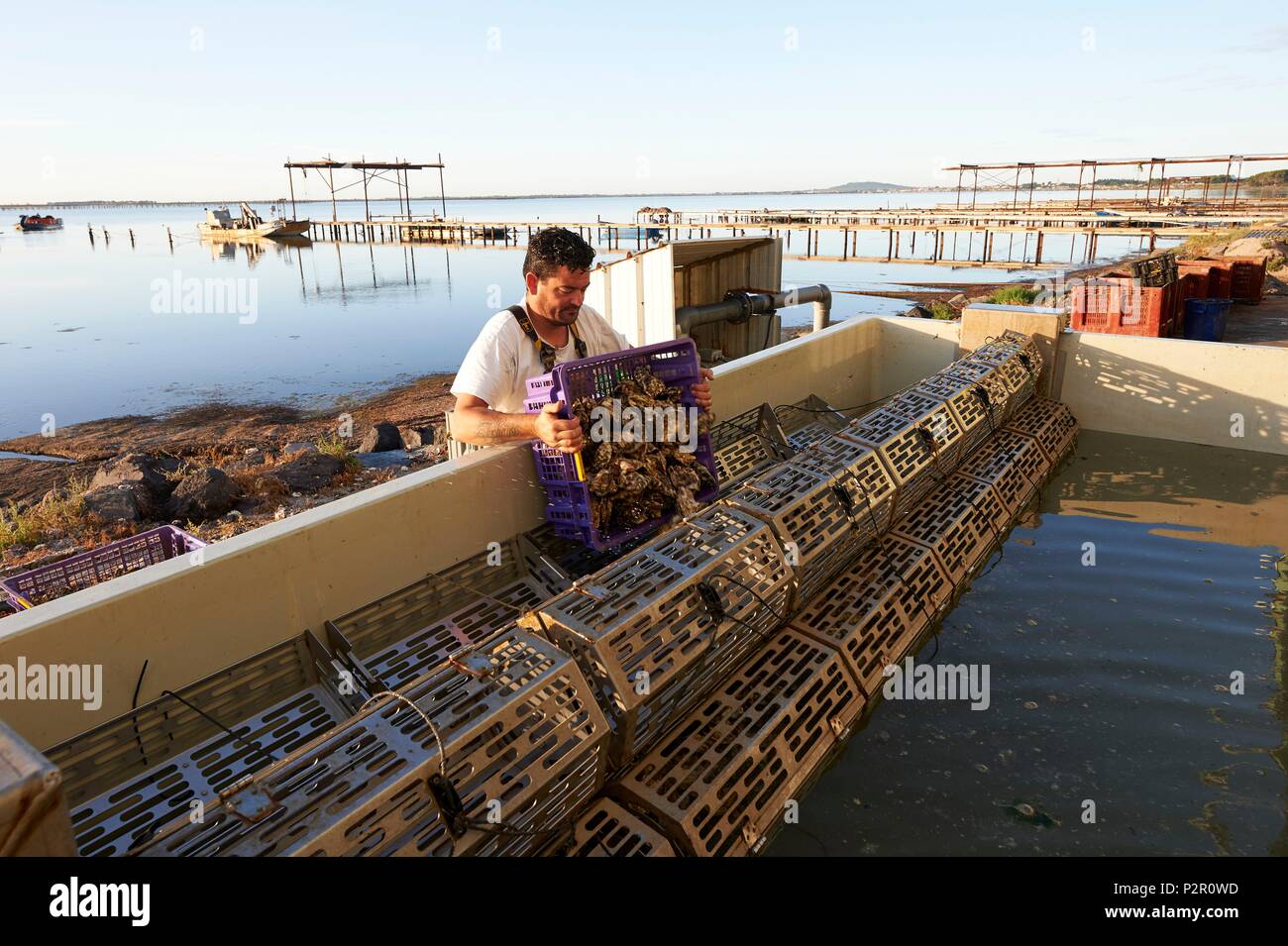 France, Herault, Marseillan, oyster farming, Tarbouriech company ...