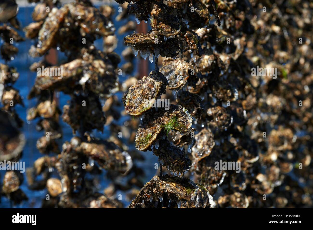 France, Herault, Marseillan, oyster farming, Tarbouriech company ...
