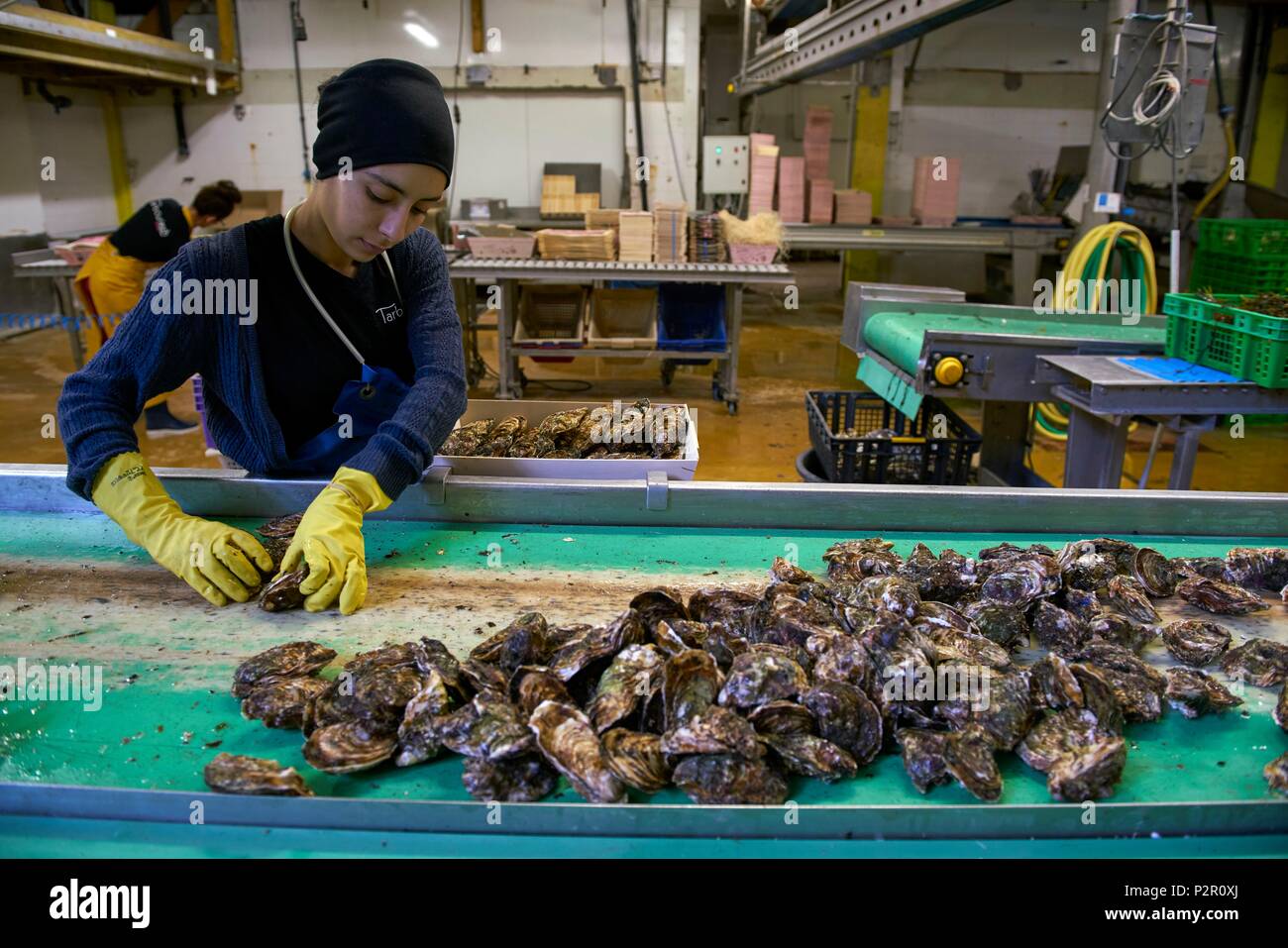 Breeding oysters hi-res stock photography and images - Alamy