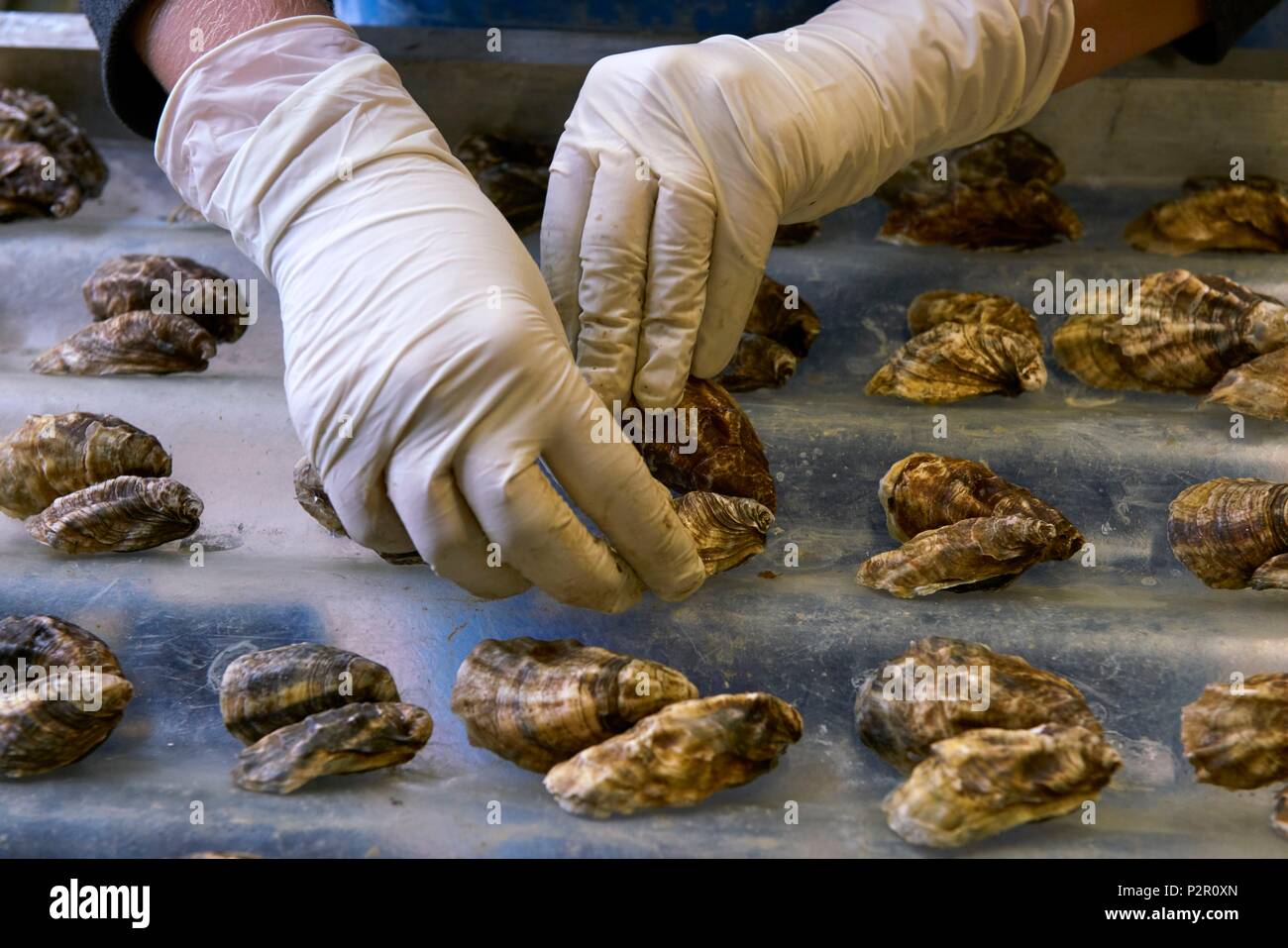 France, Herault, Marseillan, oyster farming, Tarbouriech company ...