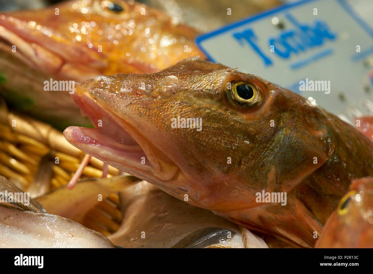 France, Haute Garonne, Toulouse, Victor Hugo market, fish market la ...