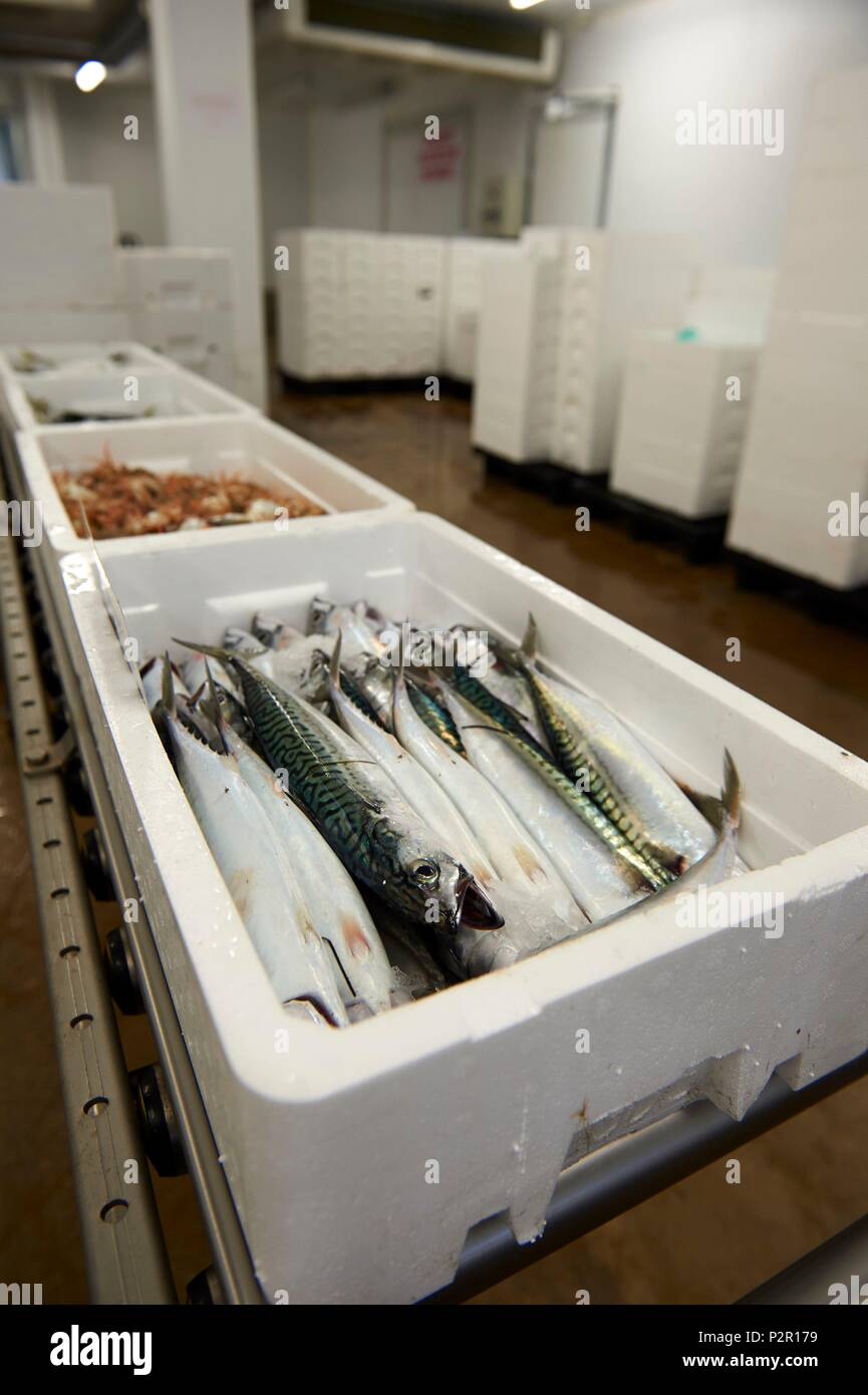 France, Herault, Grau d'Agde, Fishing port, Sale of fish at the auction ...