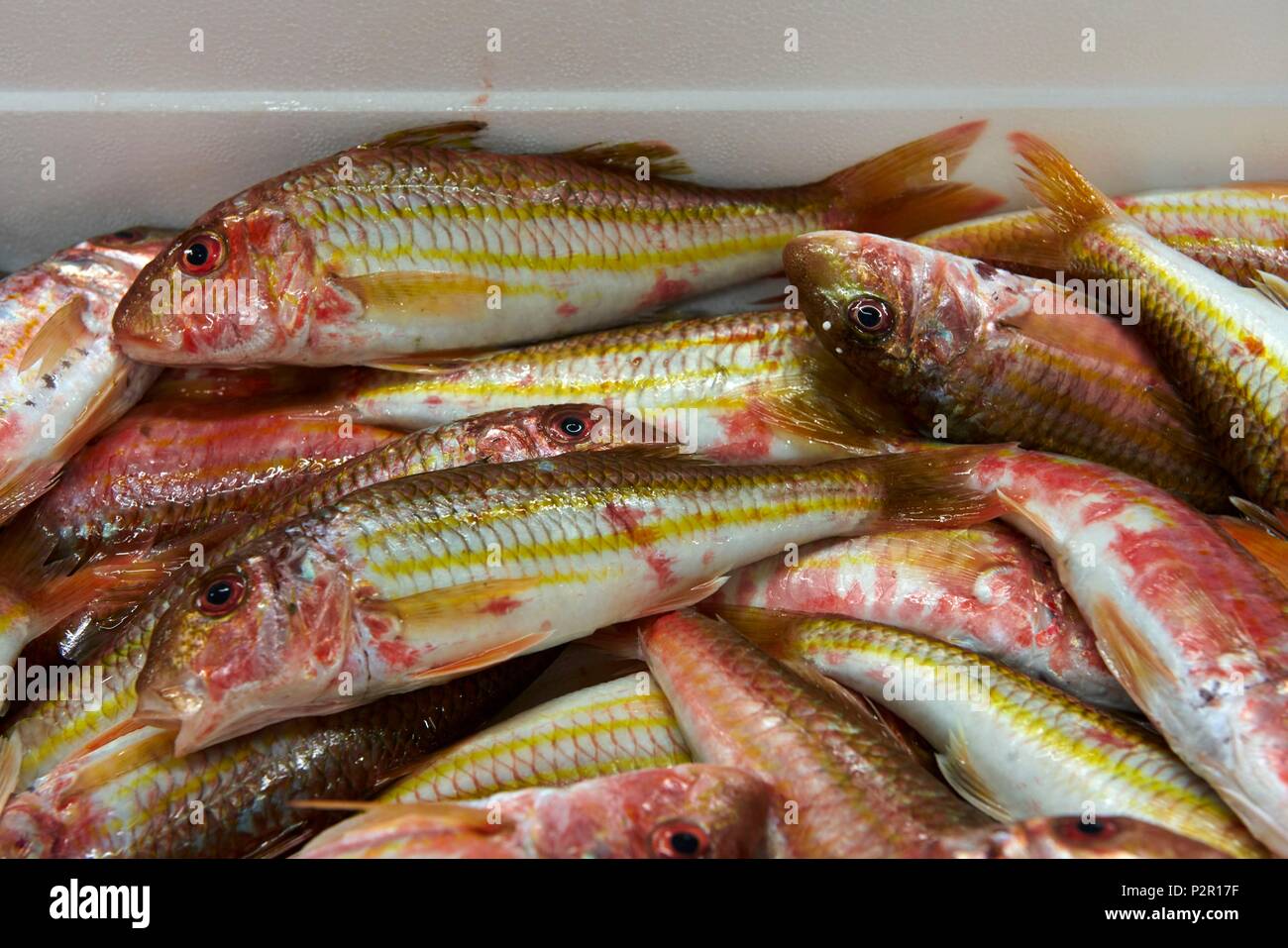 France, Herault, Grau d'Agde, Fishing port, Sale of fish at the auction ...