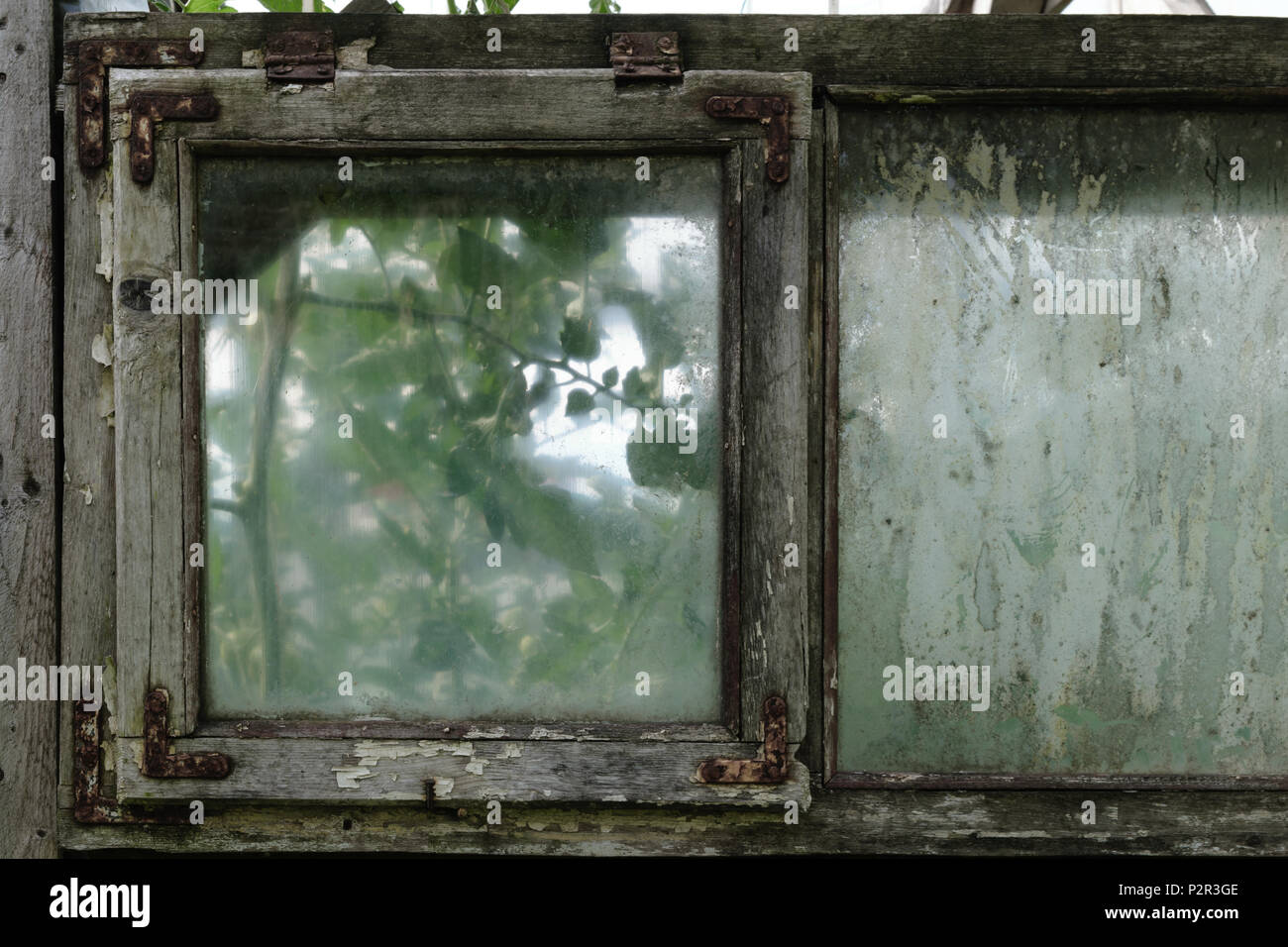 Very old, dirty and dusty greenhouse window background surface with ...