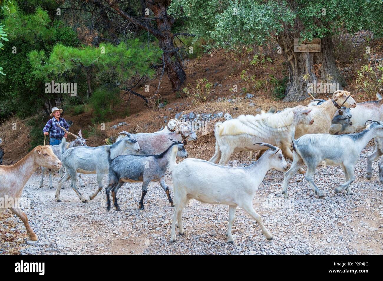 Greece, Samos island, surroundings of Vourliotes, shepherd and his ...