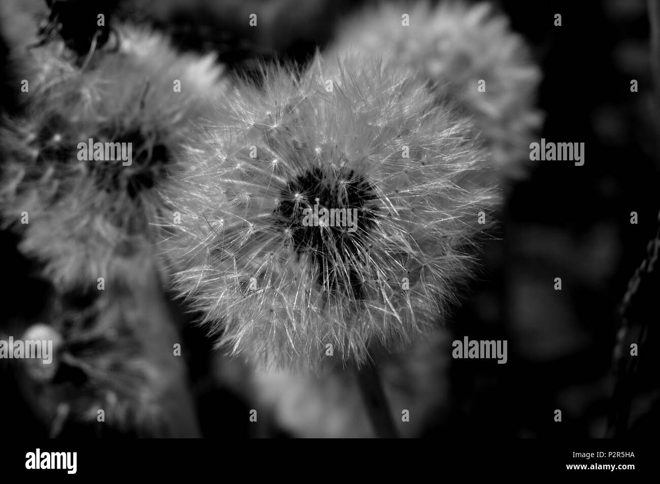 Dandelion with fluffy seeds Stock Photo - Alamy