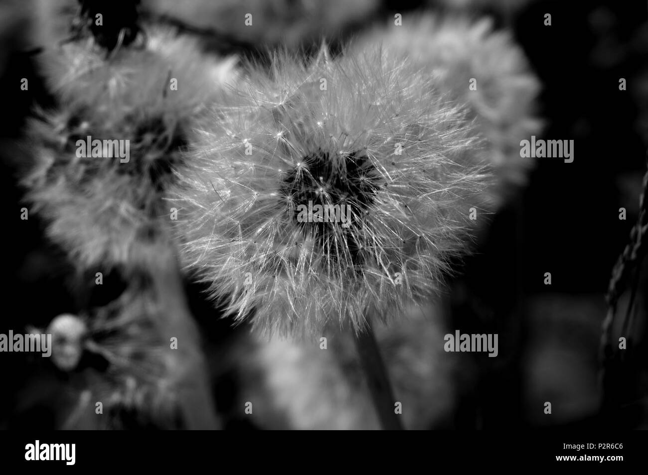 Seed hairy Black and White Stock Photos & Images - Alamy