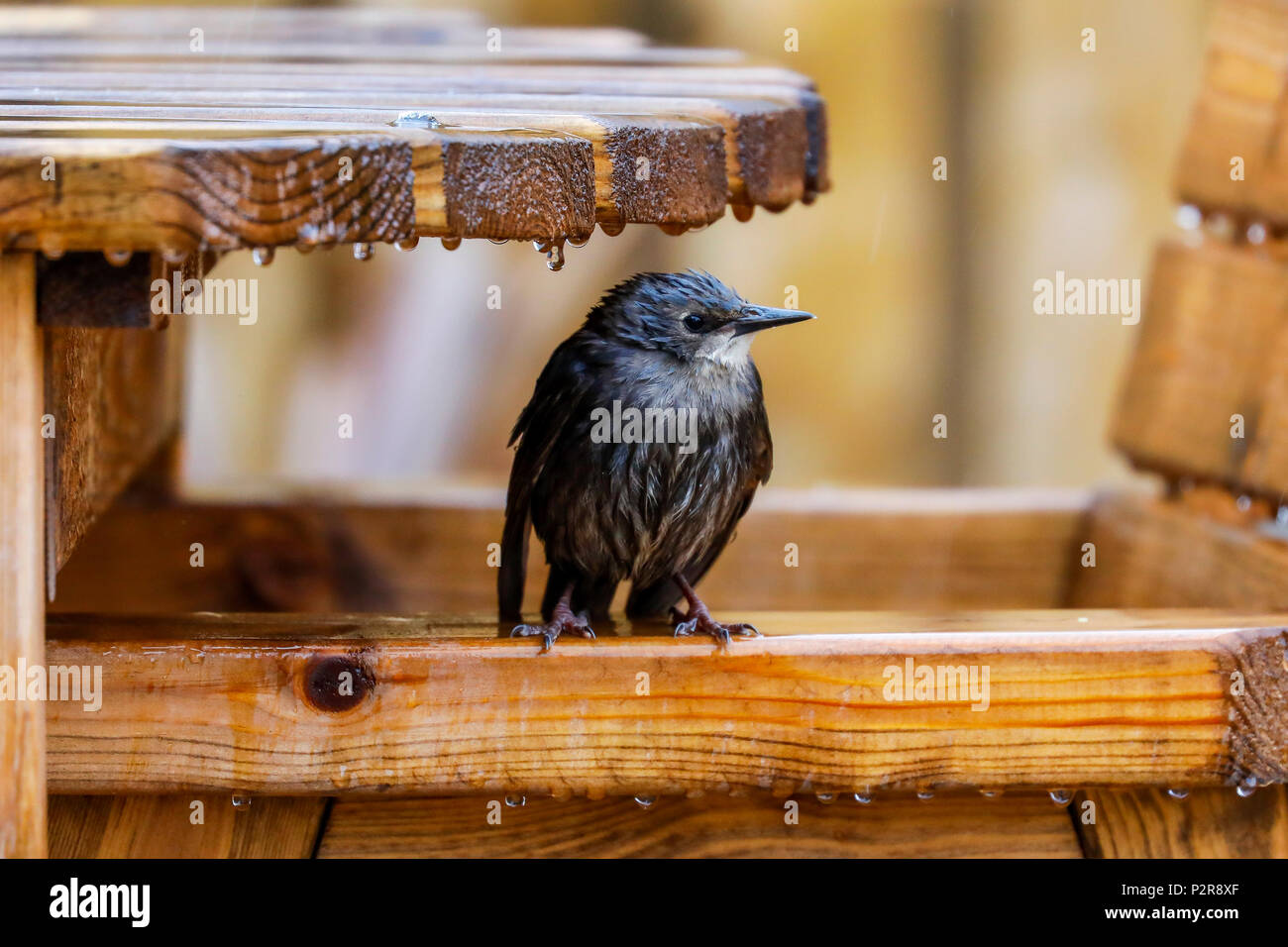 Images Of Birds In Rain Rain And Feathers: A Different Kind Of Beauty