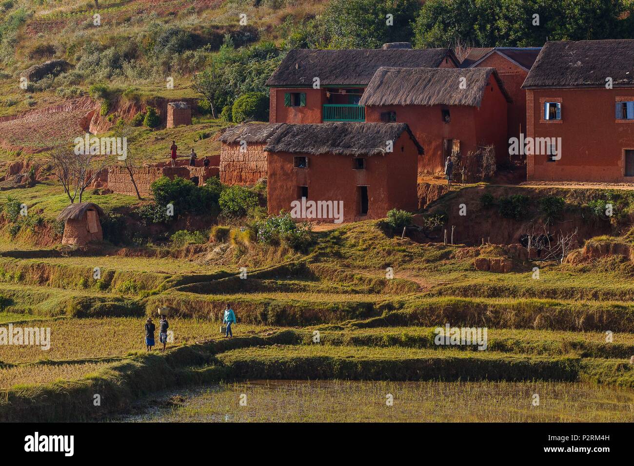 Madagascar, Central Highlands, Antsirabe region, rice fields towards ...