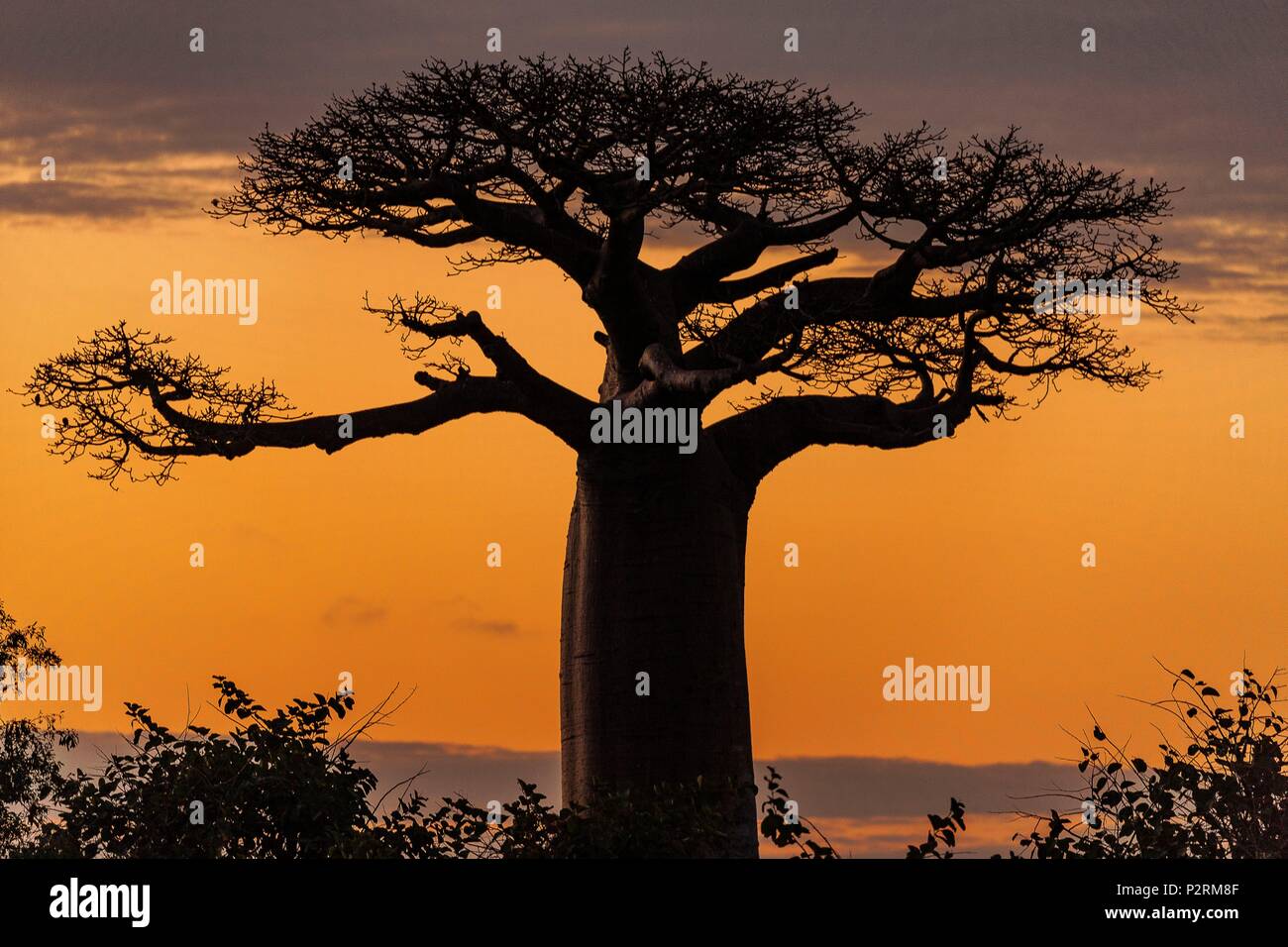 Madagascar, Menabe region, Morondava, alley of the baobabs, Grandidier ...