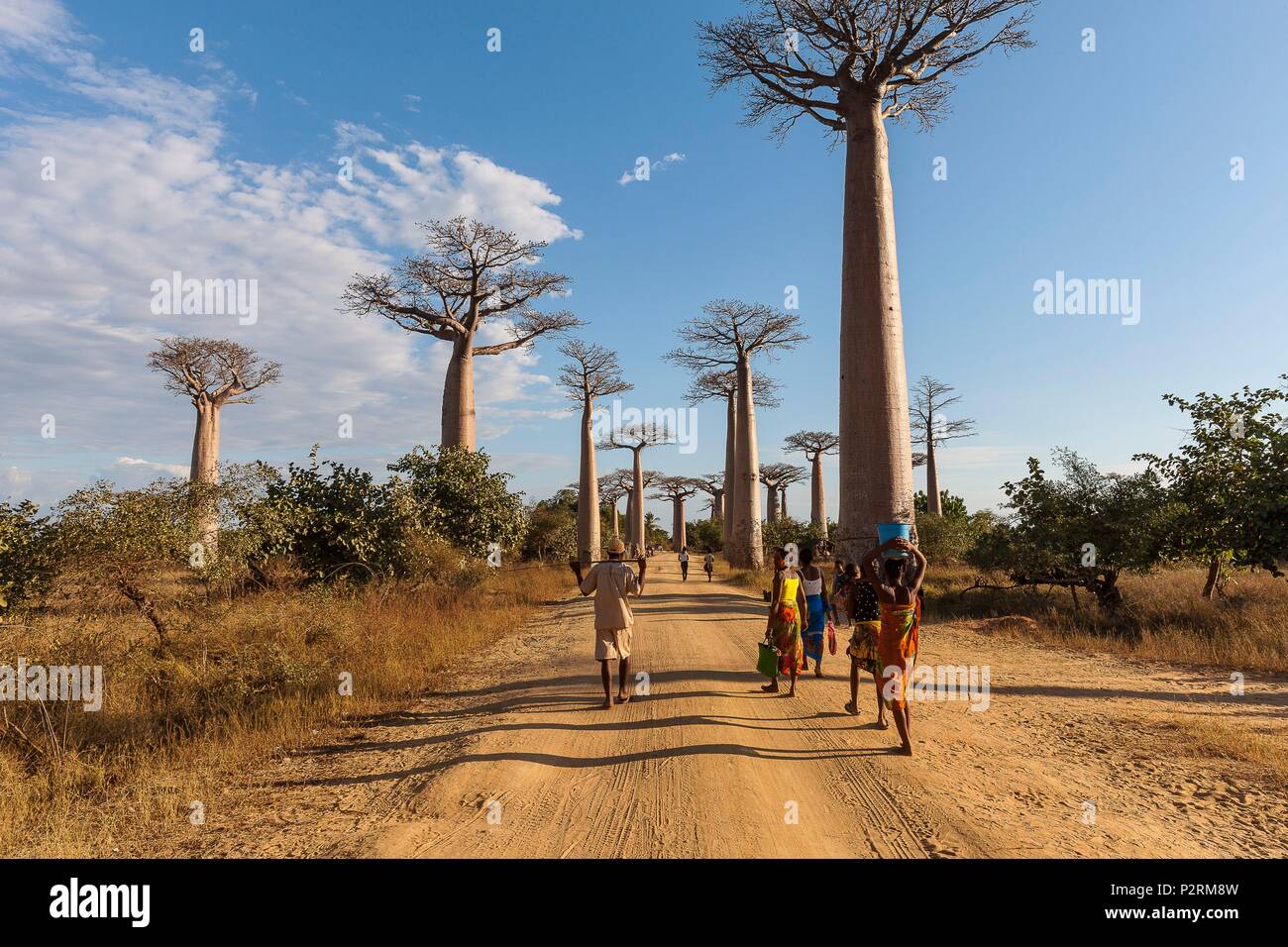 Madagascar, Menabe region, Morondava, alley of the baobabs, Grandidier ...