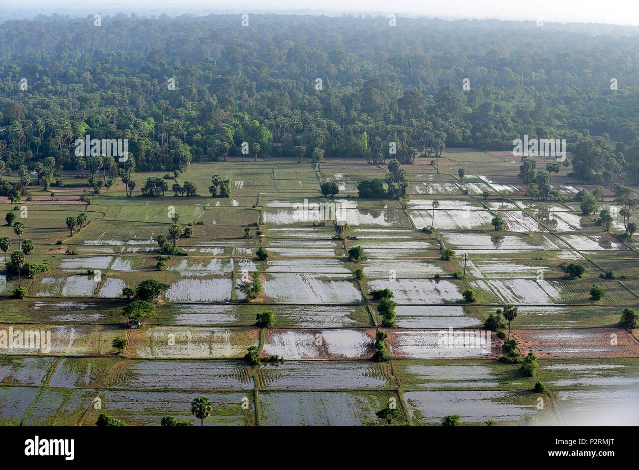 Rice field angkor cambodia hi-res stock photography and images - Alamy