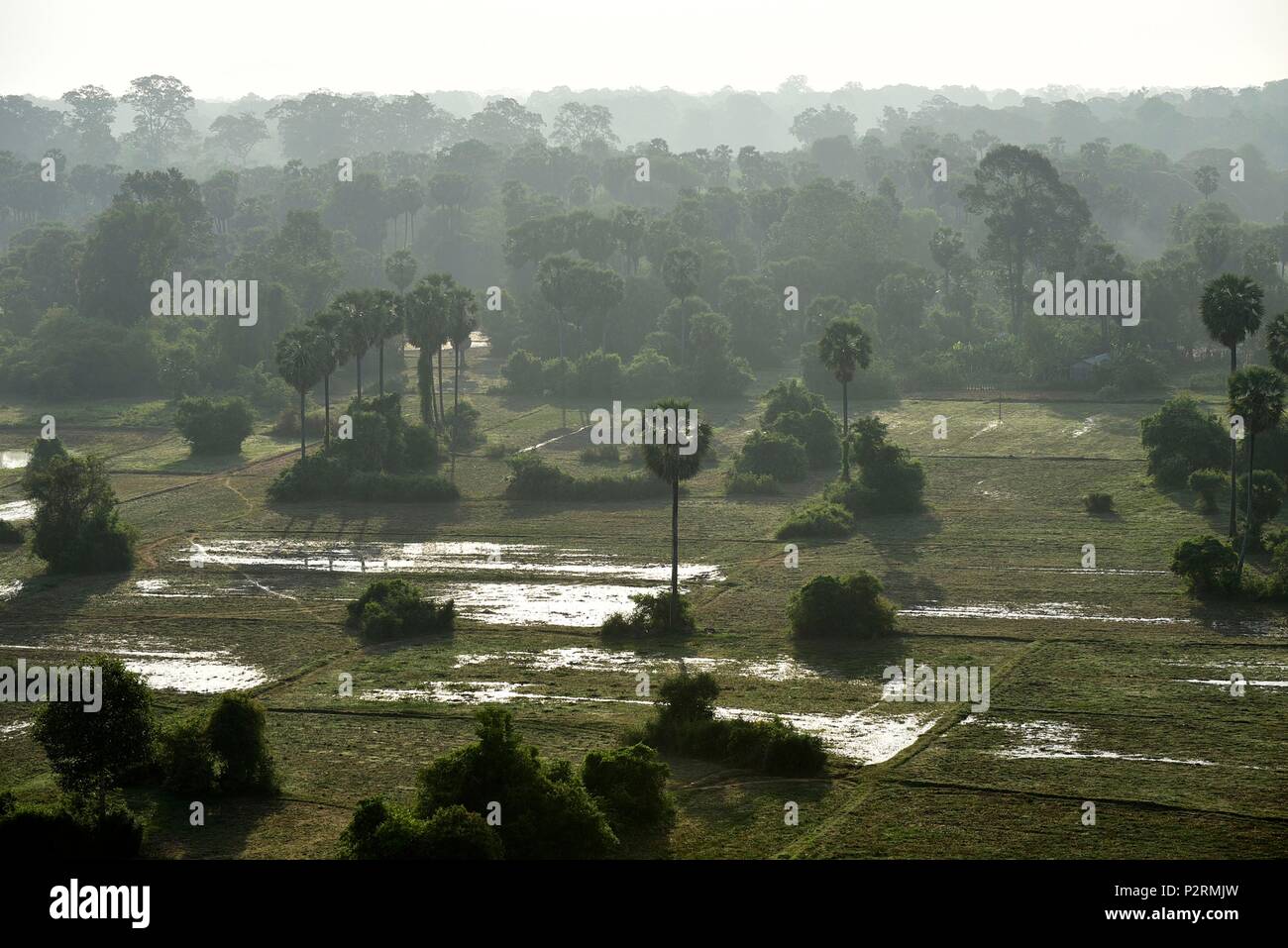 Rice field angkor cambodia hi-res stock photography and images - Alamy