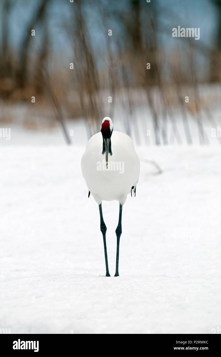 Japanese crane, Red-crowned crane (Grus japonensis), Japan Stock Photo ...
