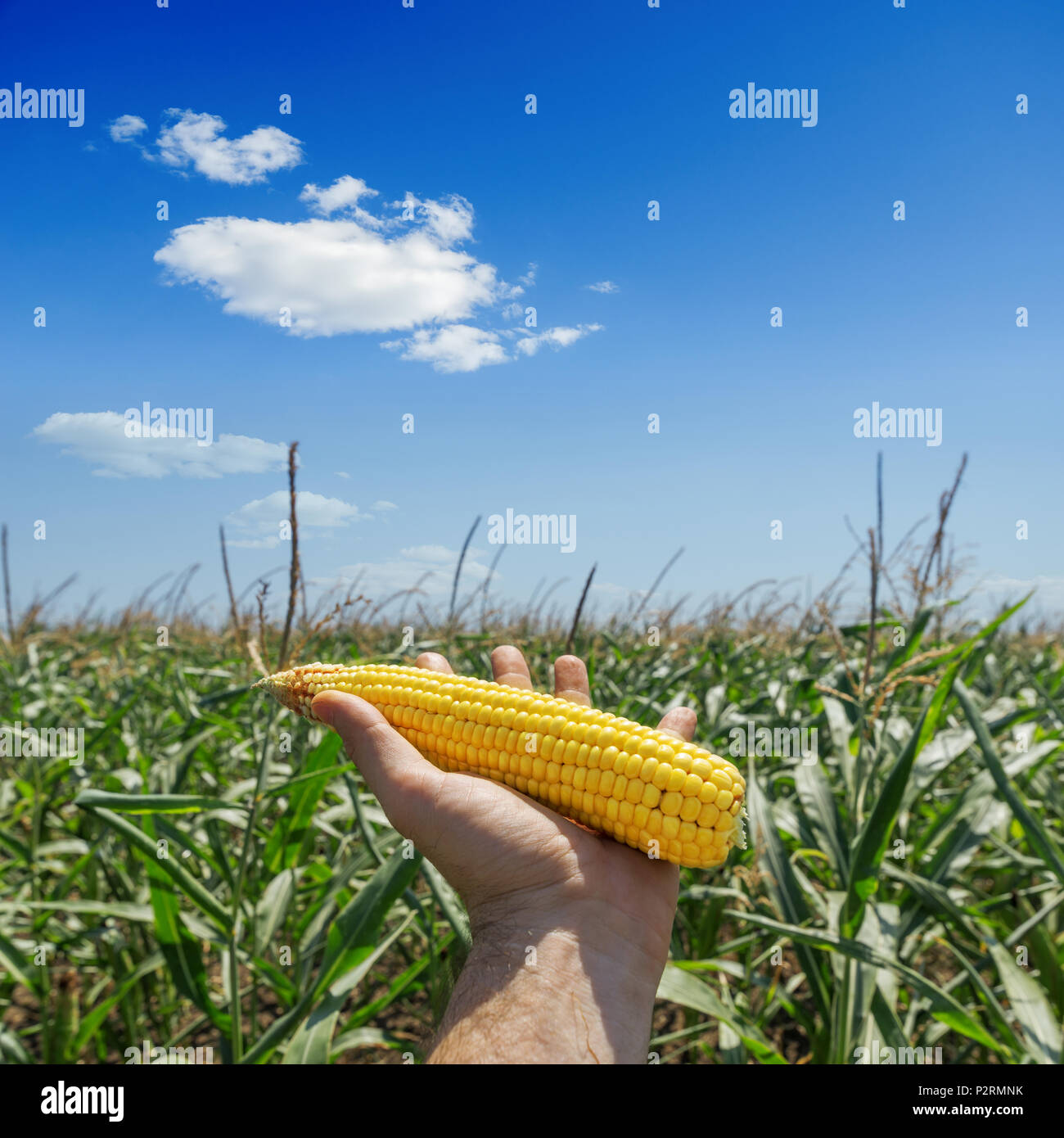 golden color maize in hand over field Stock Photo - Alamy