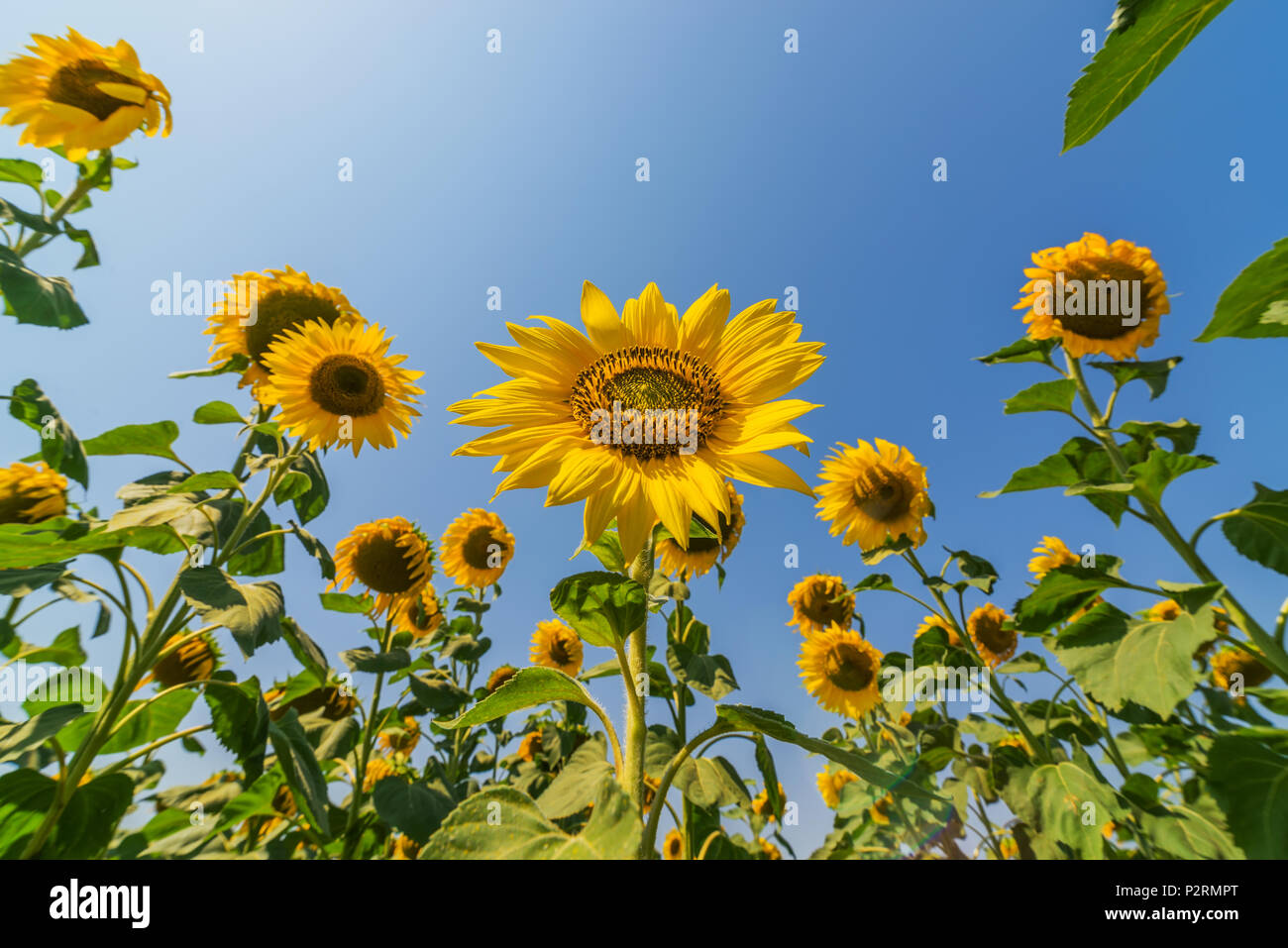 flowering sunflowers on the field. bottom view Stock Photo - Alamy