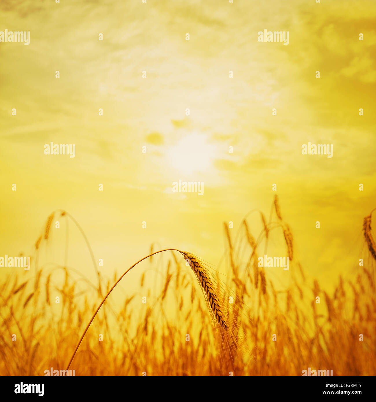 golden color rye in sunset Stock Photo - Alamy