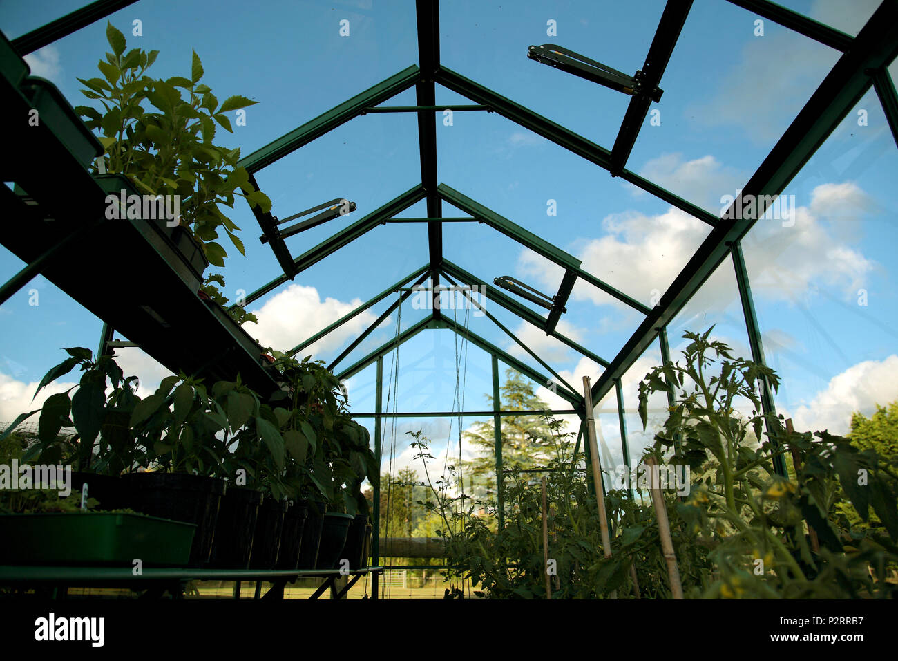 Plants growing inside a greenhouse glasshouse on shelves in a garden ...
