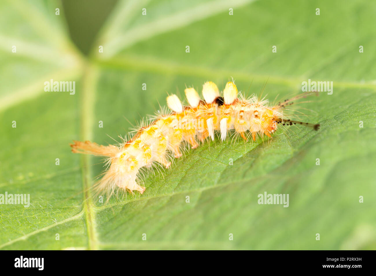 Yellow worm on green leaf Stock Photo - Alamy