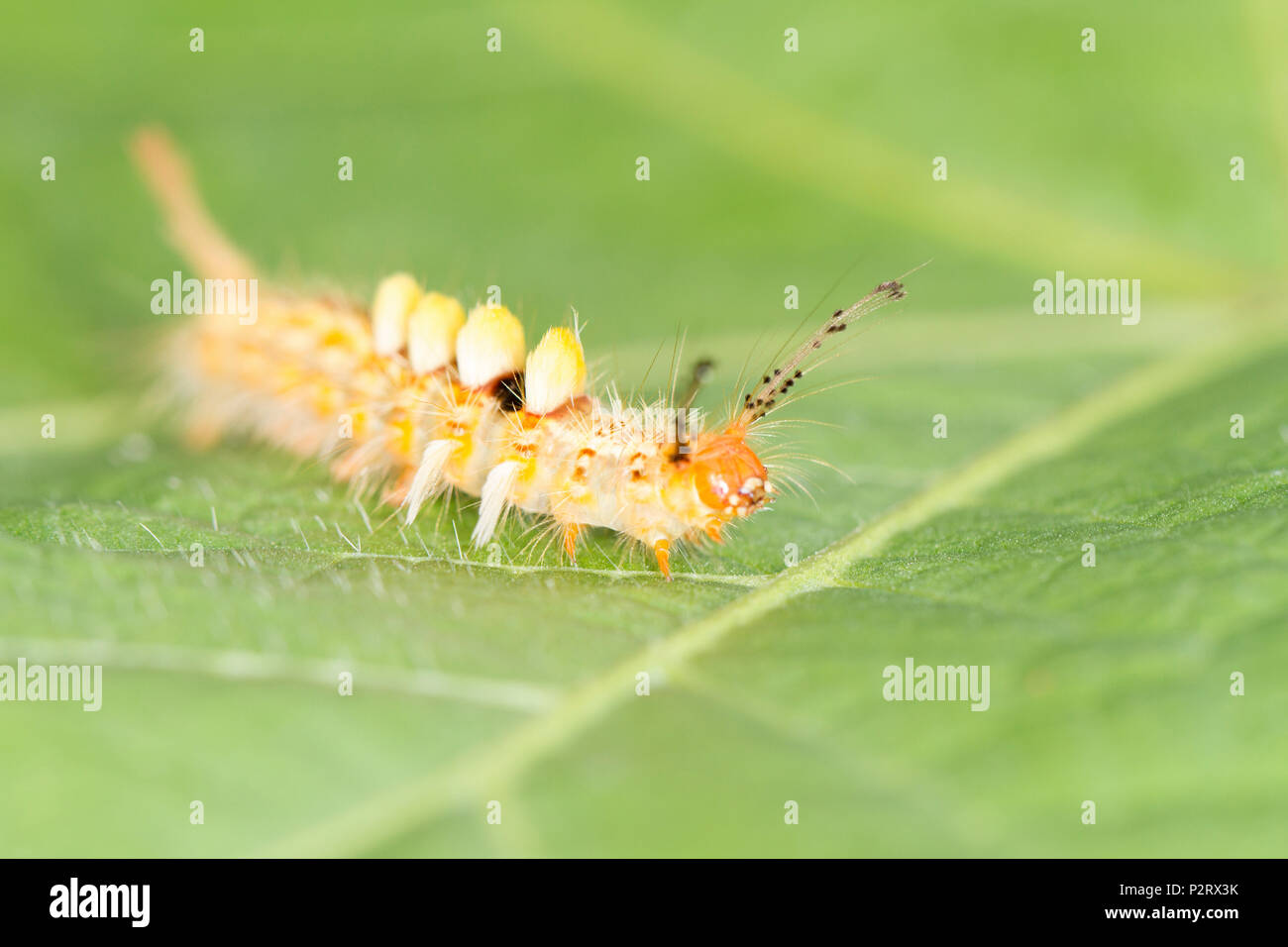 Yellow worm on green leaf Stock Photo - Alamy