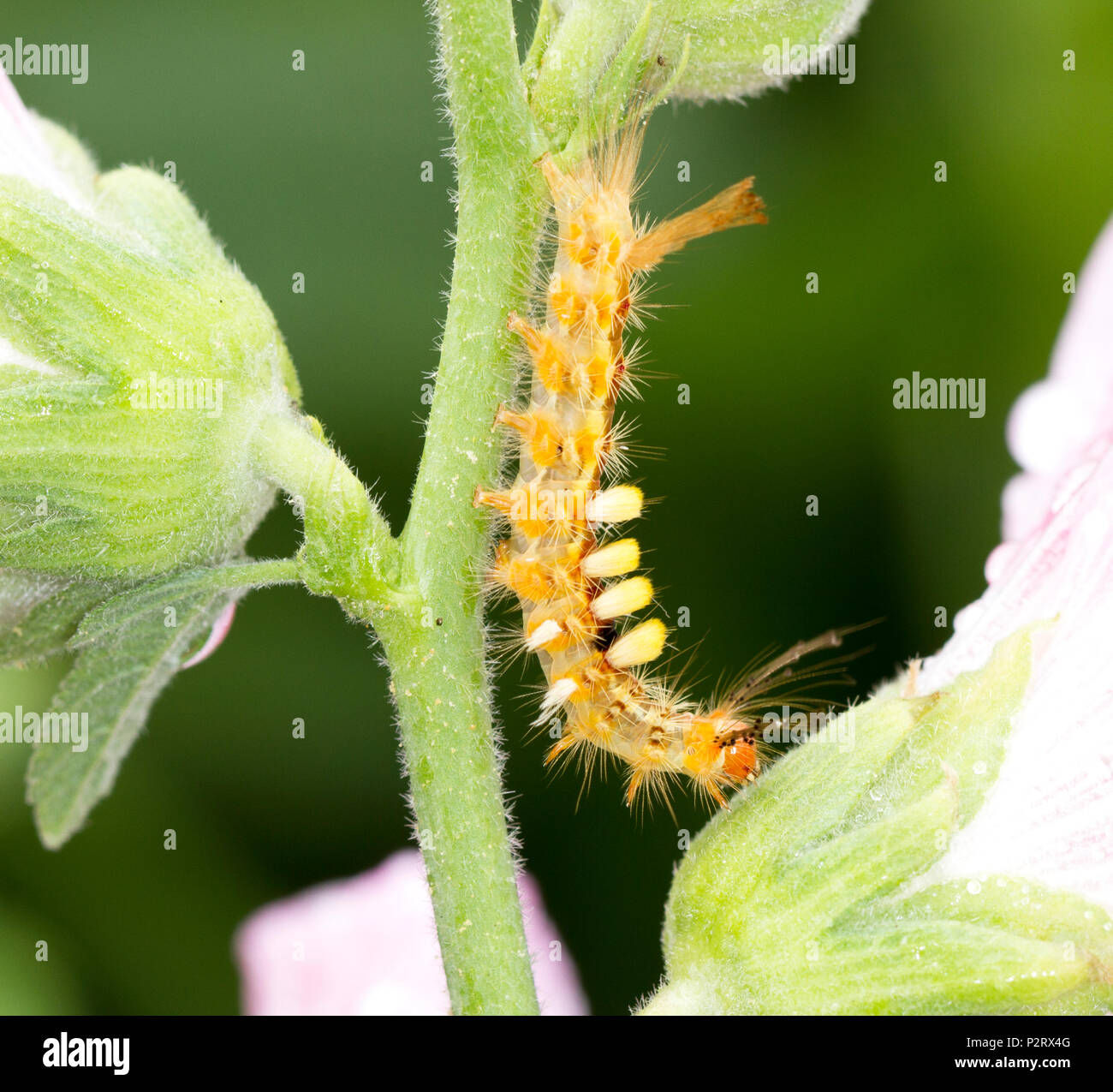 Yellow worm hi-res stock photography and images - Alamy
