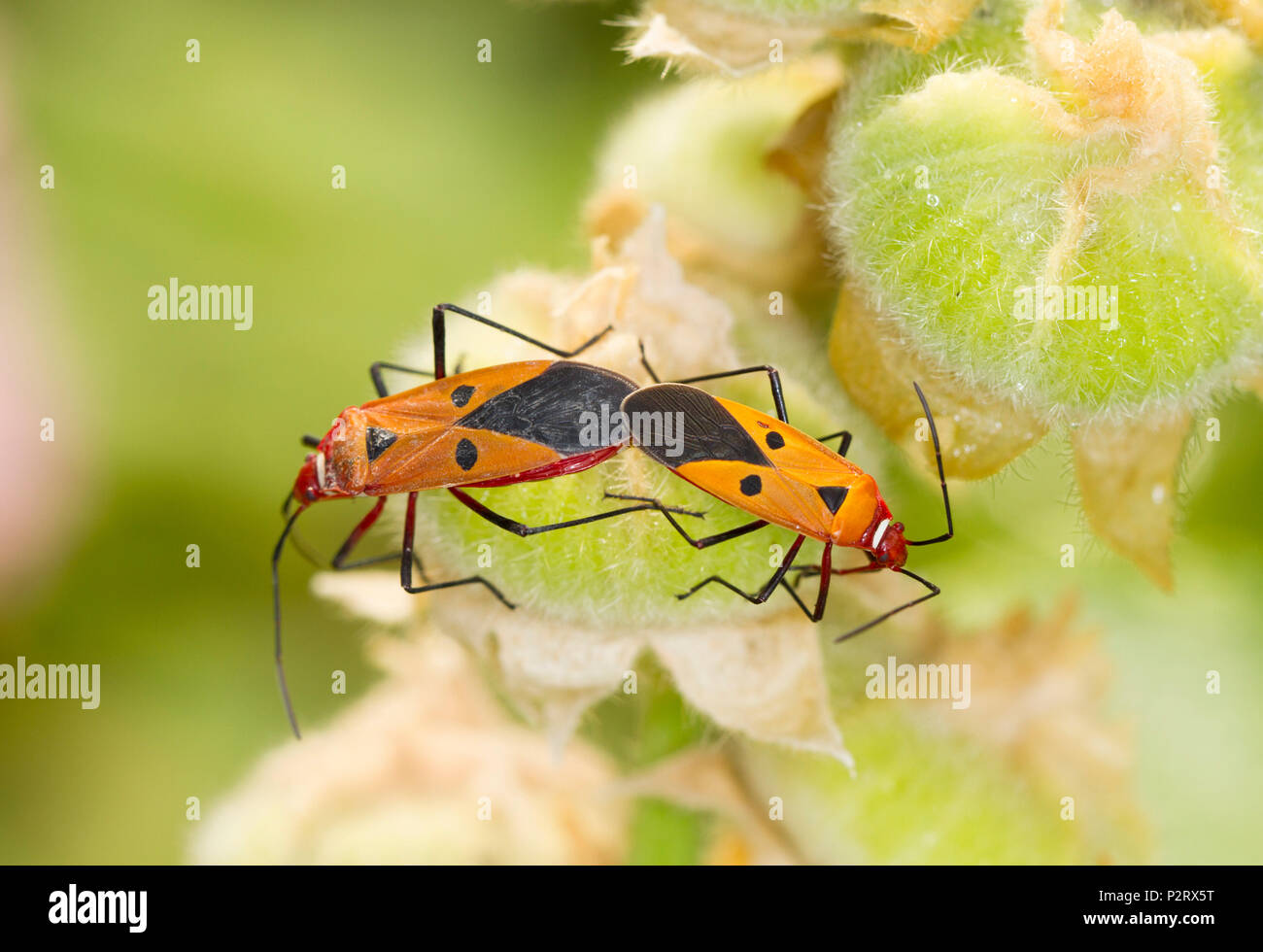 Fire breeding hi-res stock photography and images - Alamy