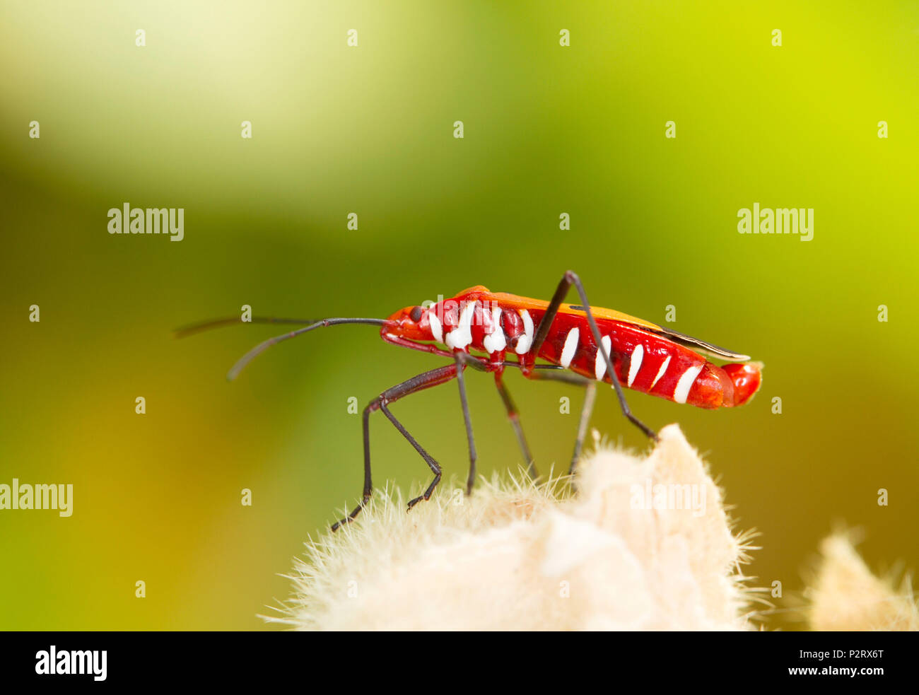 Colony red firebugs on tree hi-res stock photography and images - Alamy