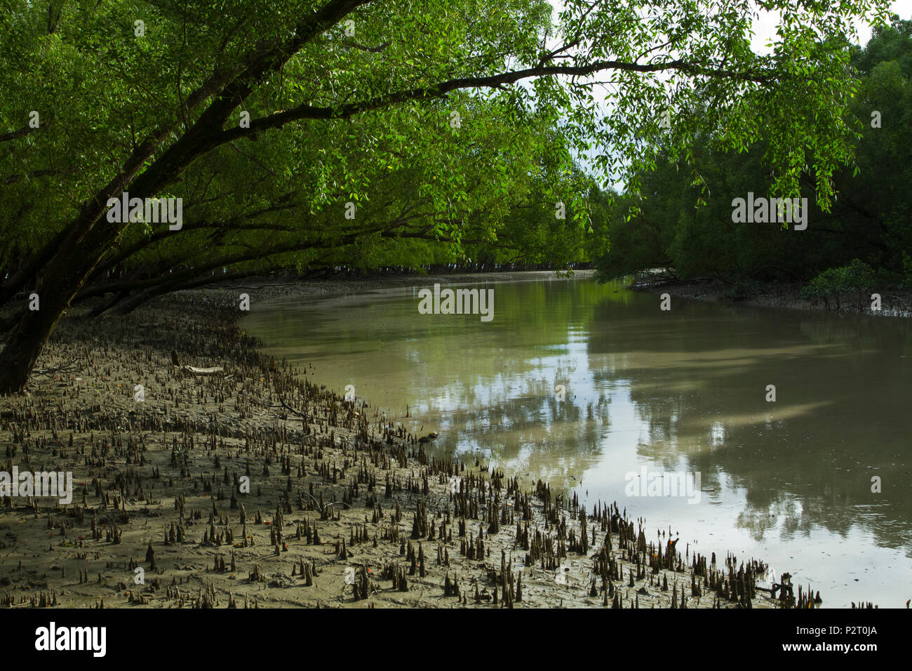 The Sundarbans, a UNESCO World Heritage Site and a wildlife sanctuary ...