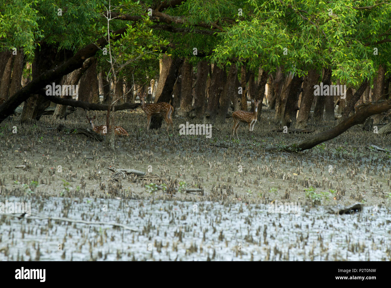 Spotted deer at the Sundarbans, a UNESCO World Heritage Site and a ...
