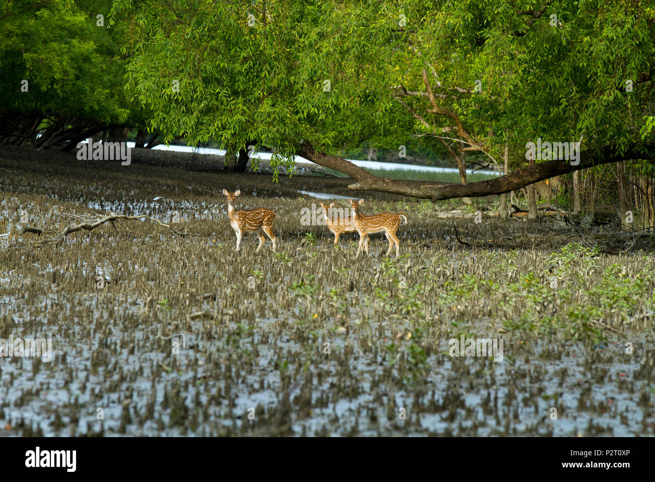 Spotted deer at the Sundarbans, a UNESCO World Heritage Site and a ...