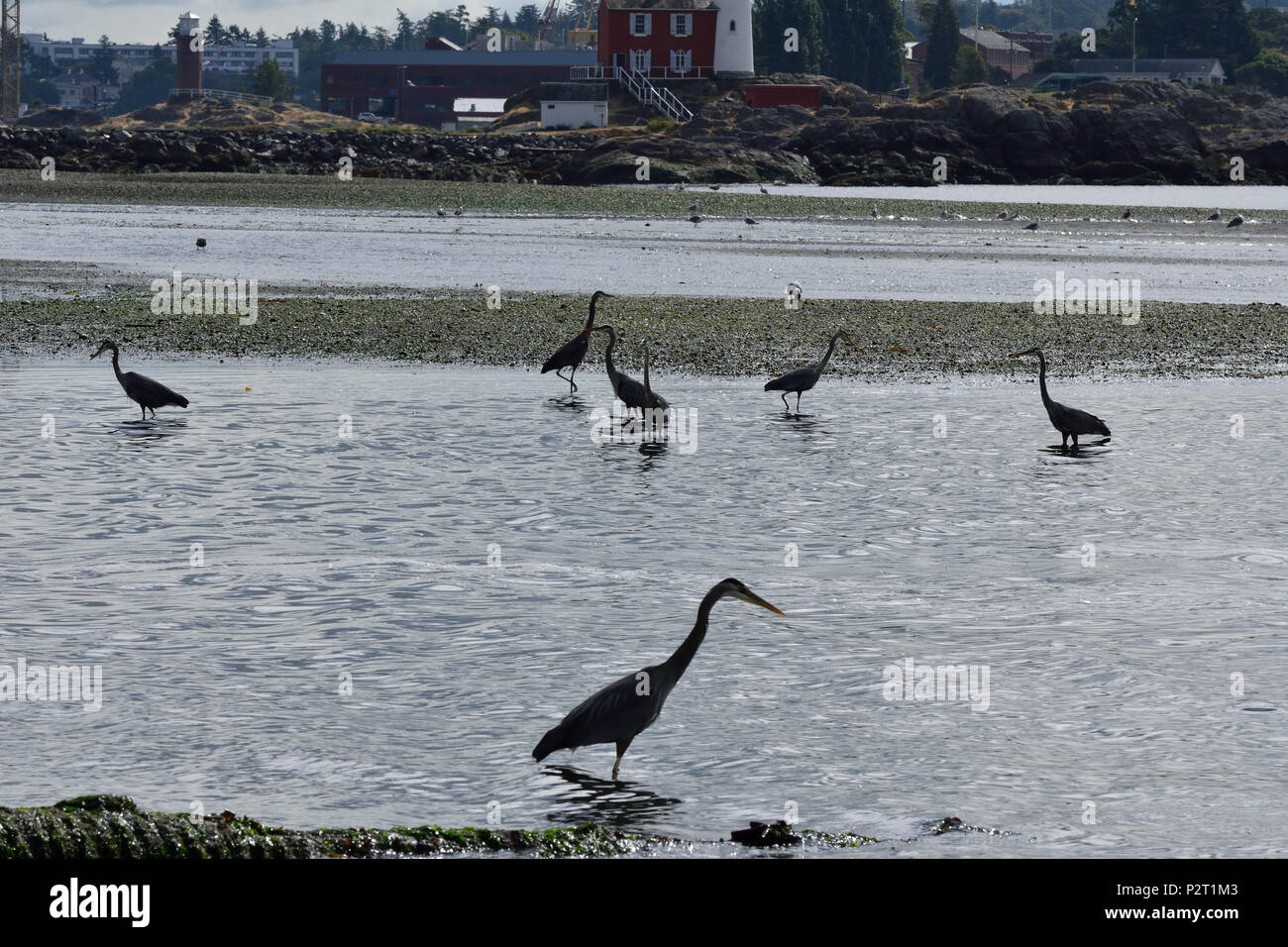 Great Blue Herons feeding at Esquimalt Lagoon, Royal Roads, British ...