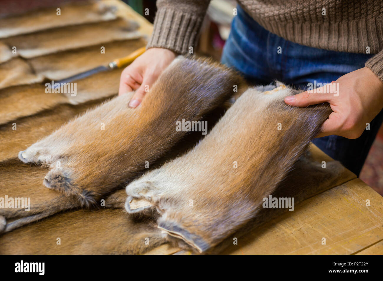 Professional male skinner, furrier working with mink fur skin at ...