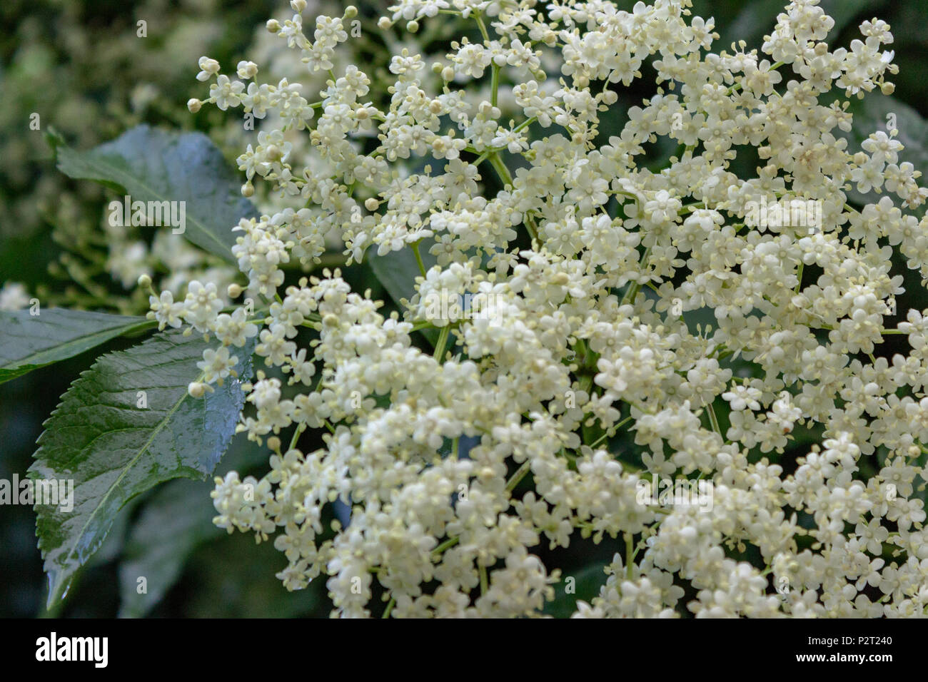 Elderberry flower hi-res stock photography and images - Alamy