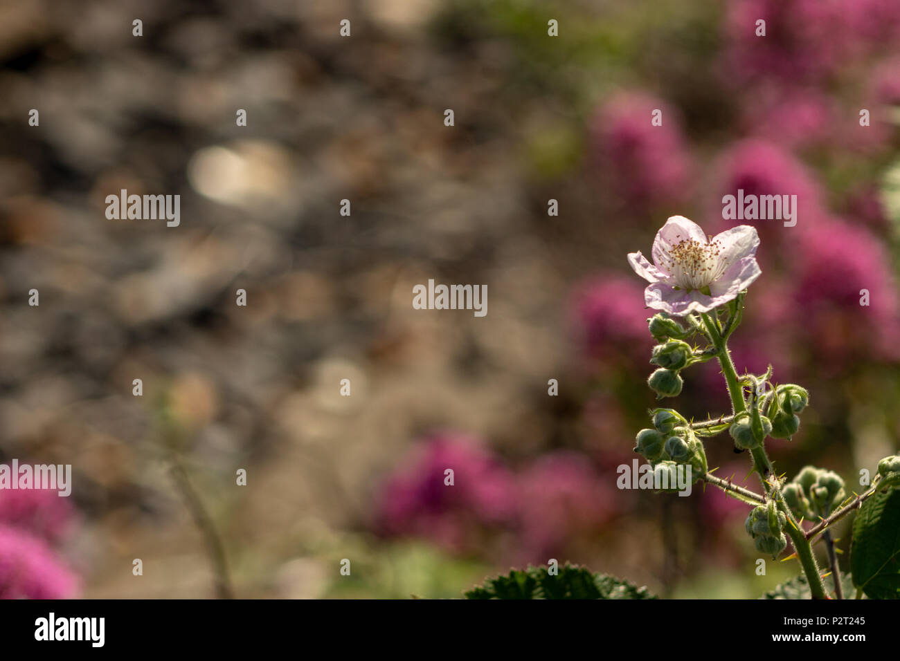A wild raspberry blossom and buds stand amid wildflowers along the ...