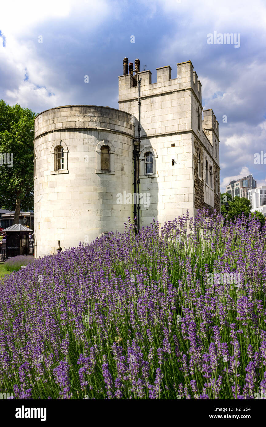 Lavandula angustifolia garden uk hi-res stock photography and images ...