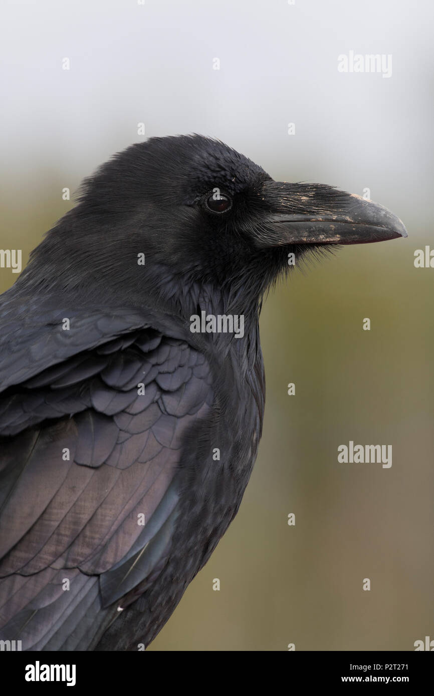Stout bill of common raven (Corvus corax) helps to distinguish it from ...