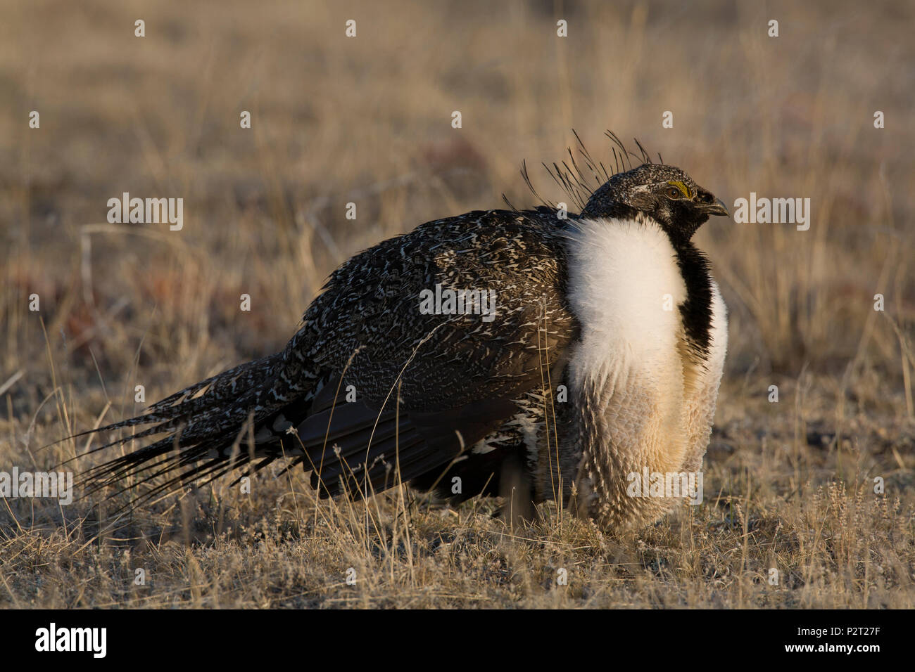 Sage phillips hi-res stock photography and images - Alamy