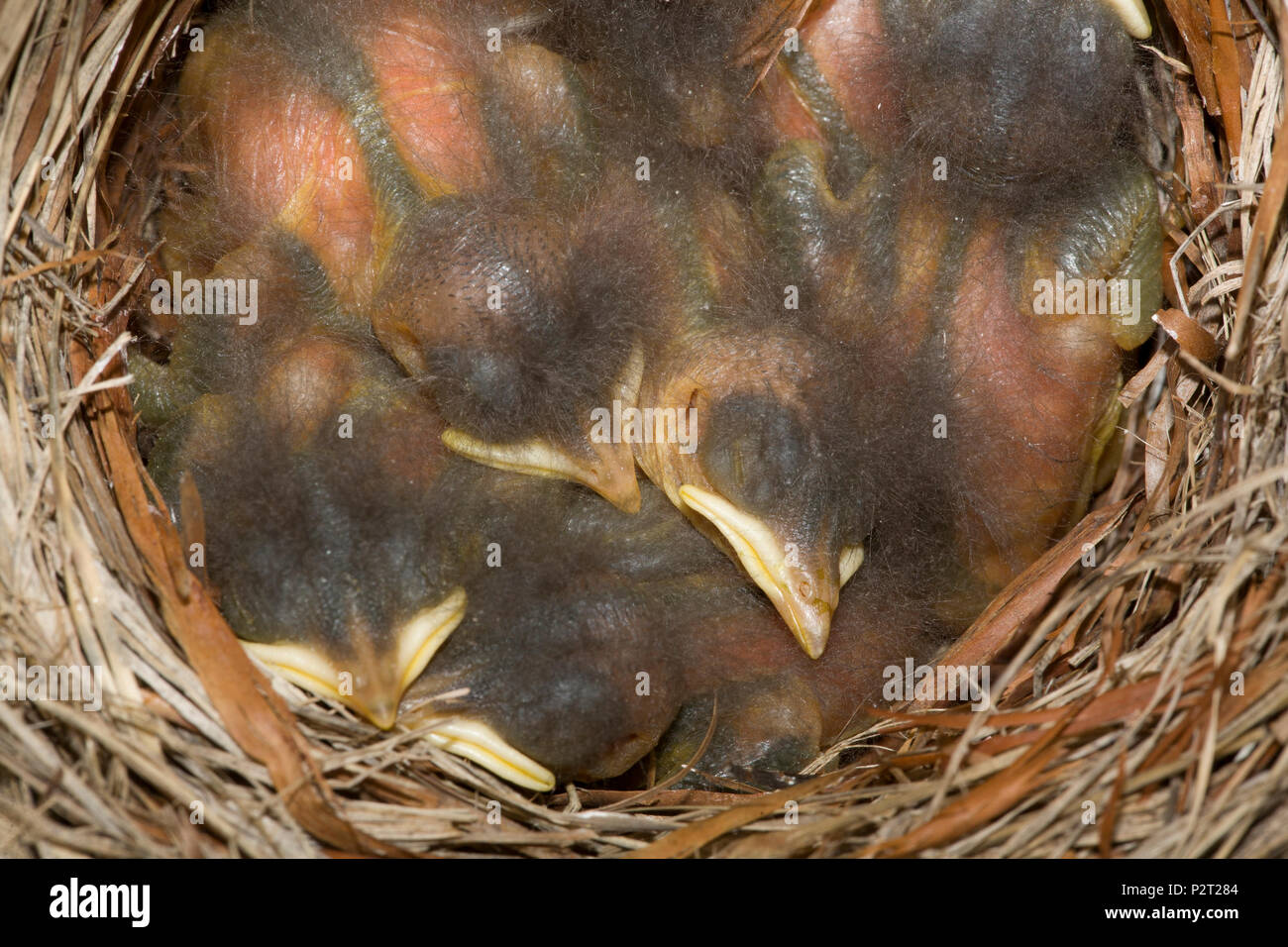 Mountain bluebird (Sialia currucoides) nestlings huddle in nest Stock ...