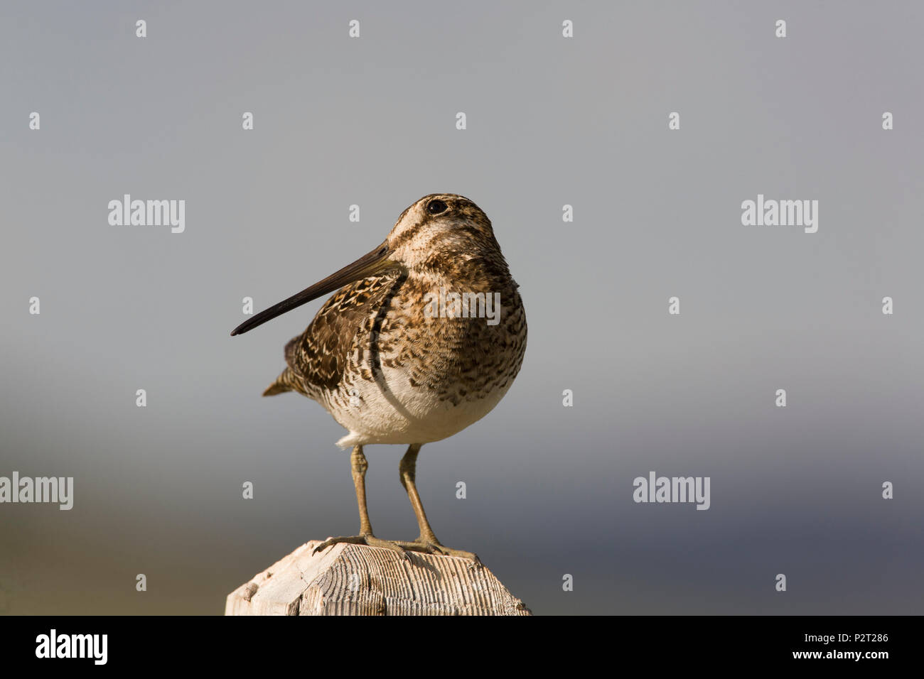 Sentinel watchdog hi-res stock photography and images - Alamy