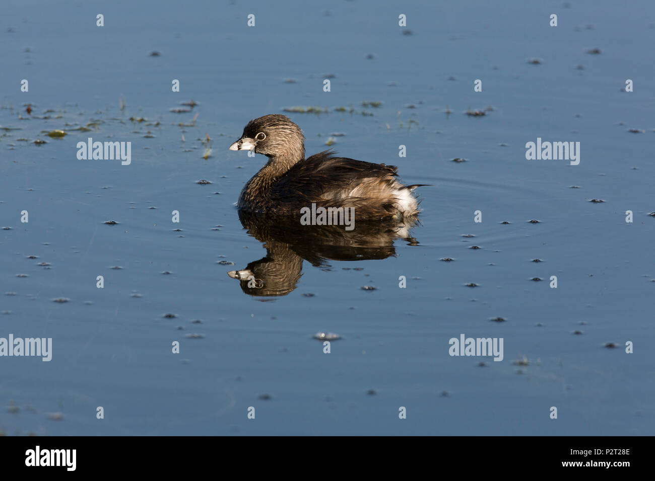 Prairie marsh hi-res stock photography and images - Alamy