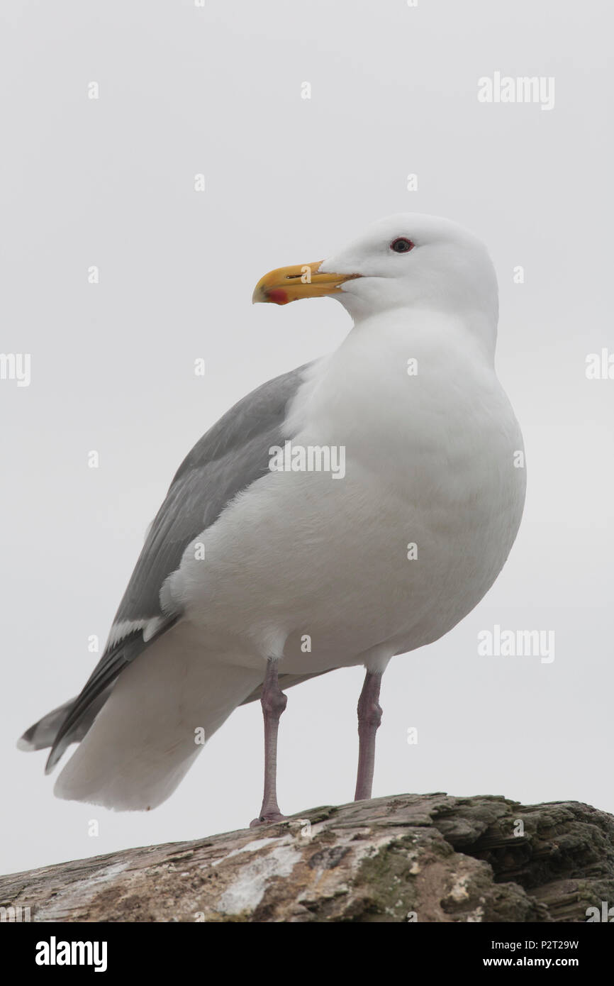 Gull species identification hi-res stock photography and images - Alamy