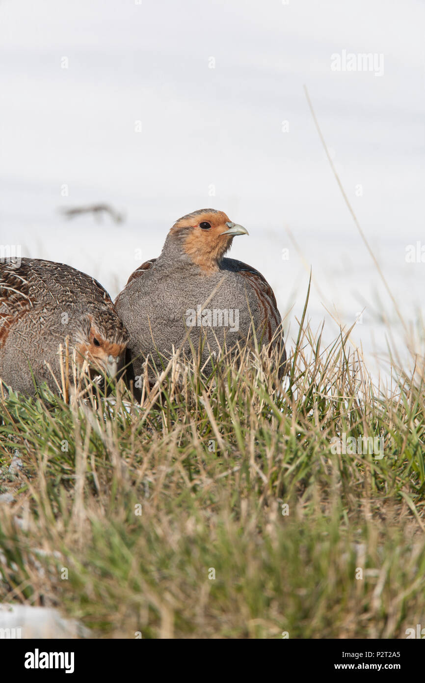 Gray partridge (Perdix perdix) males forage as spring snow melts ...
