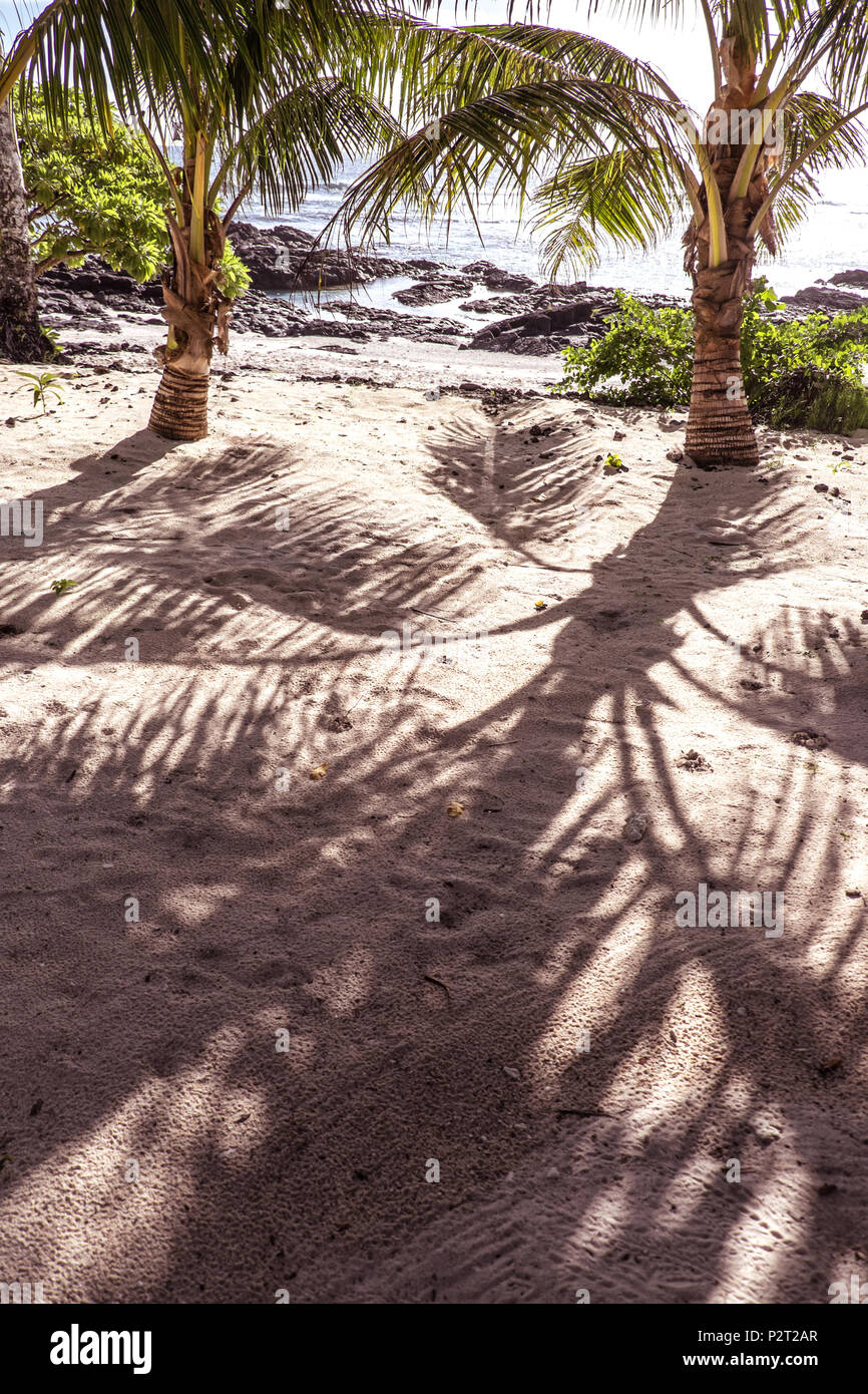 Under the shade of palm tree fronds on a sandy beach at Lefaga, Upolu ...